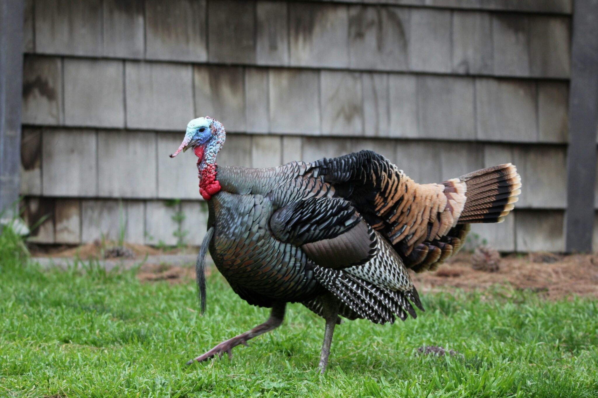 Wild Turkey 101: 12 Turkey Fun Facts to Know - Buffalo Audubon