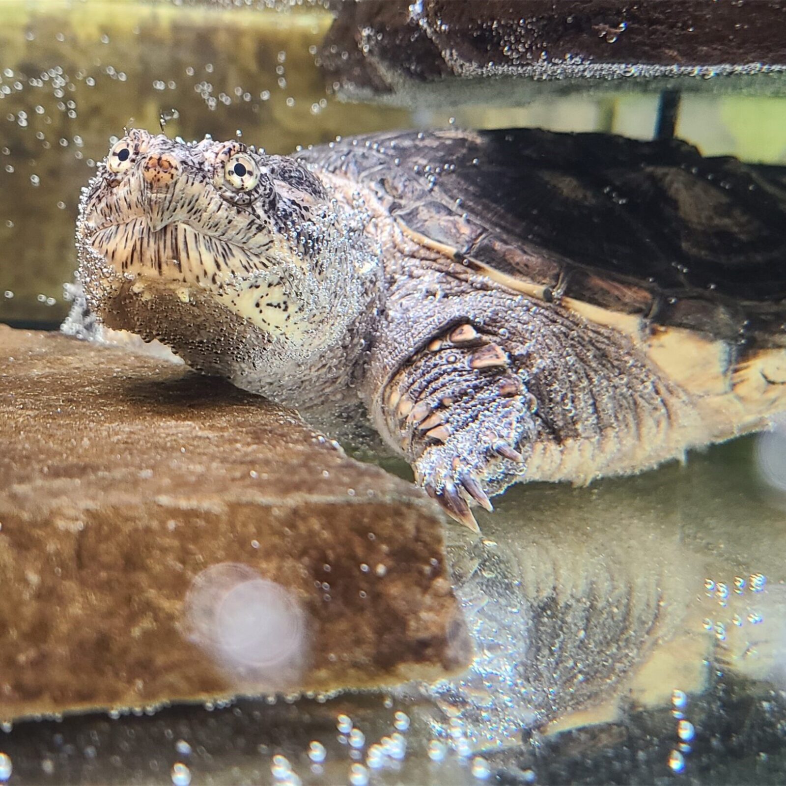 Education Animal Programs - Buffalo Audubon