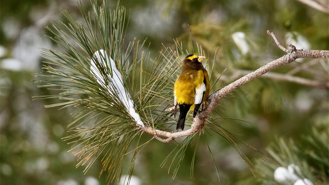 Algonquin Birding Tours - Buffalo Audubon