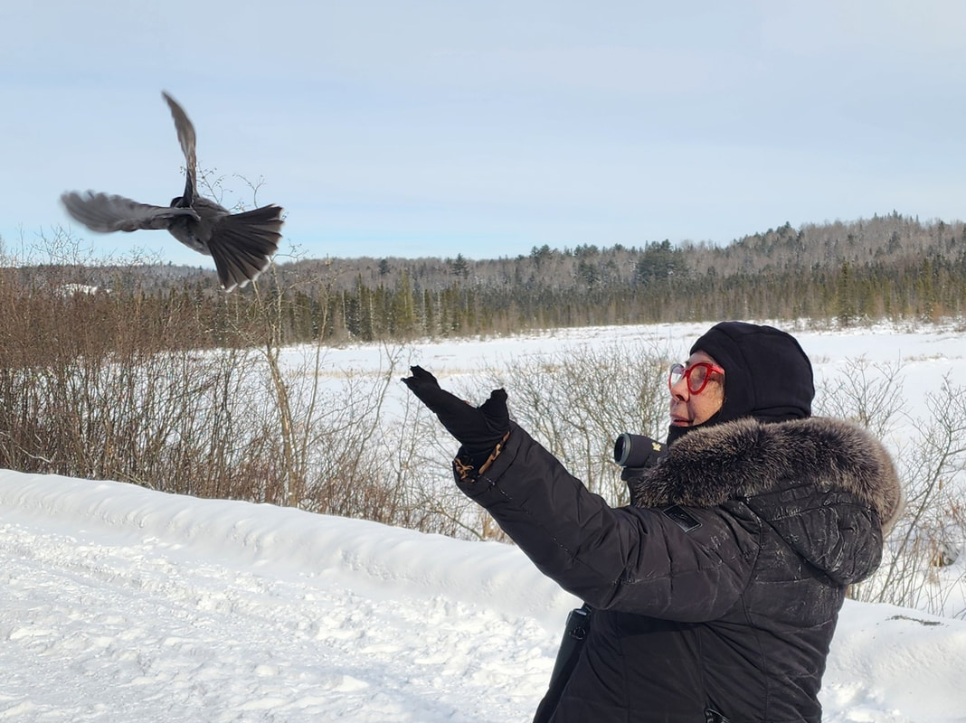 Algonquin Birding Tours - Buffalo Audubon
