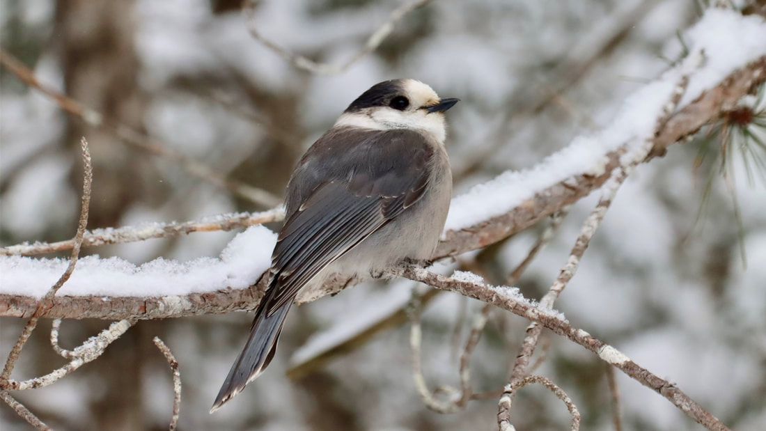 Algonquin Birding Tours - Buffalo Audubon