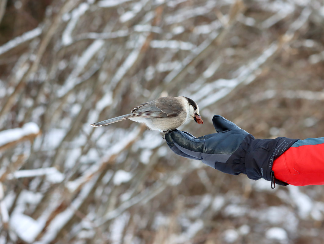 Algonquin Birding Tours - Buffalo Audubon