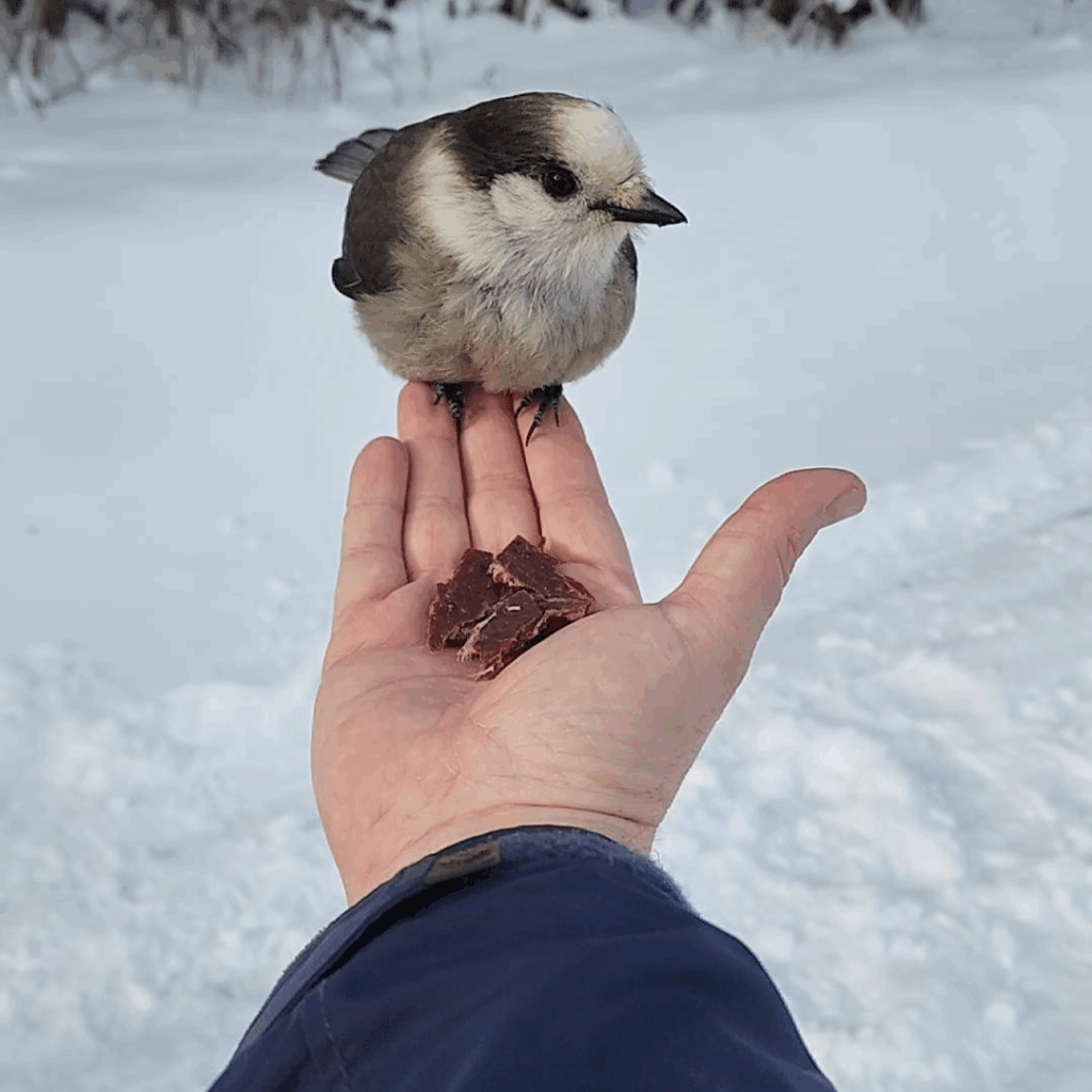 Algonquin Birding Tours - Buffalo Audubon