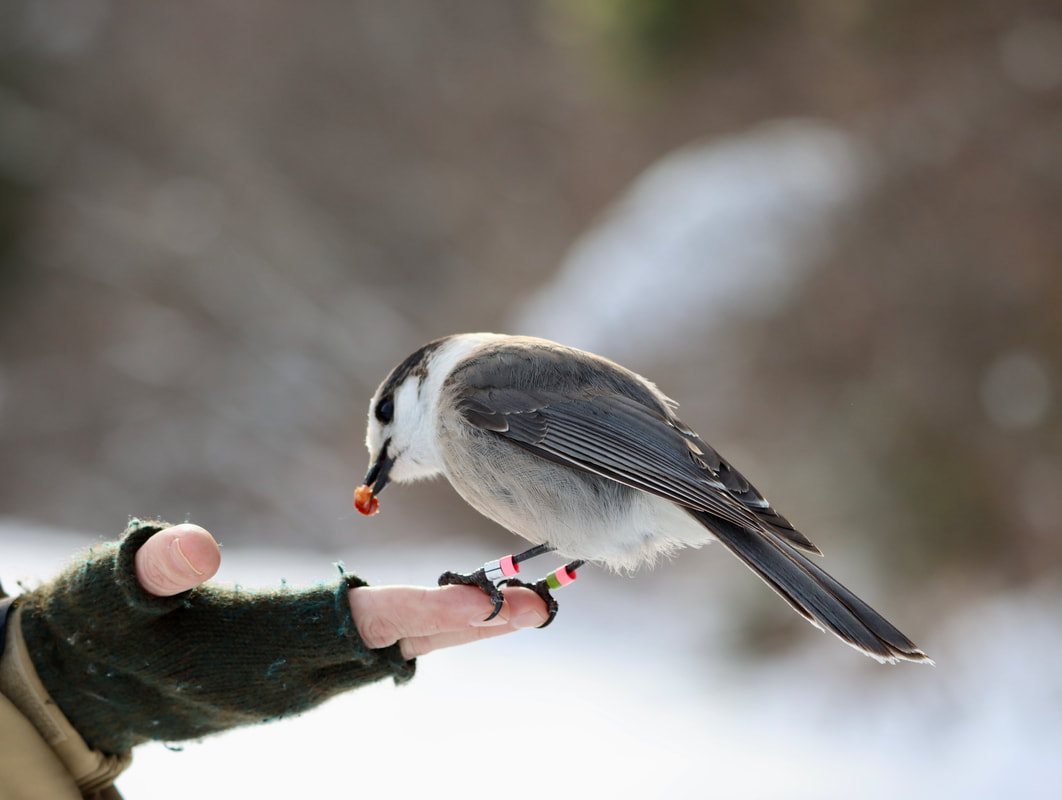 Algonquin Birding Tours - Buffalo Audubon