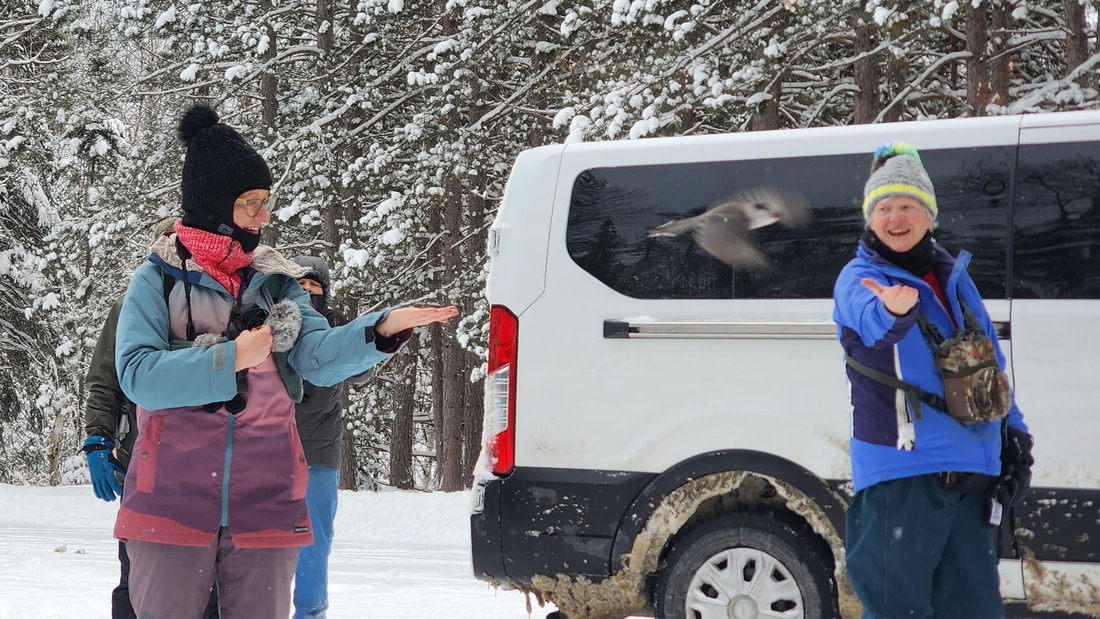 Algonquin Birding Tours - Buffalo Audubon