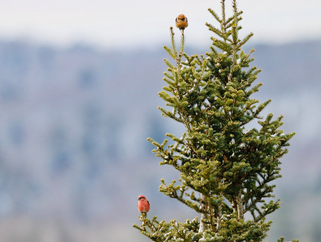 Algonquin Birding Tours - Buffalo Audubon