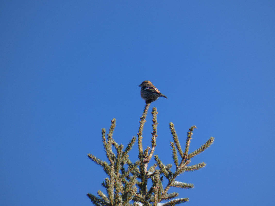 Algonquin Birding Tours - Buffalo Audubon