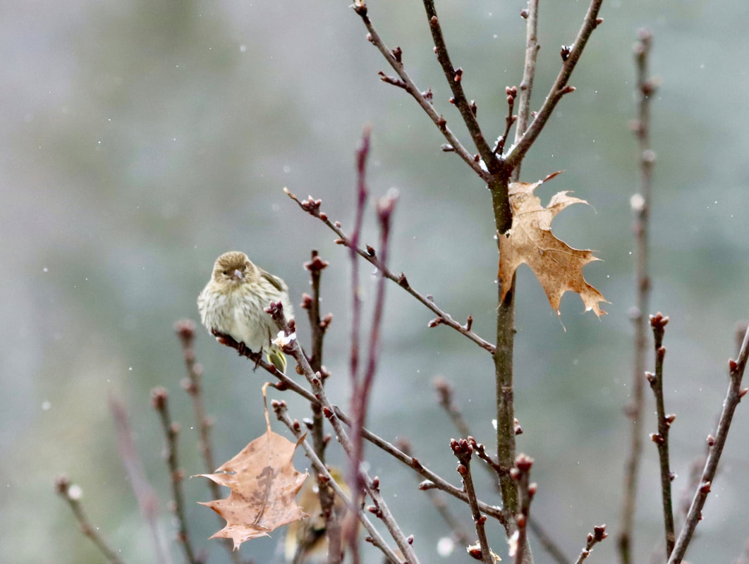 Algonquin Birding Tours - Buffalo Audubon