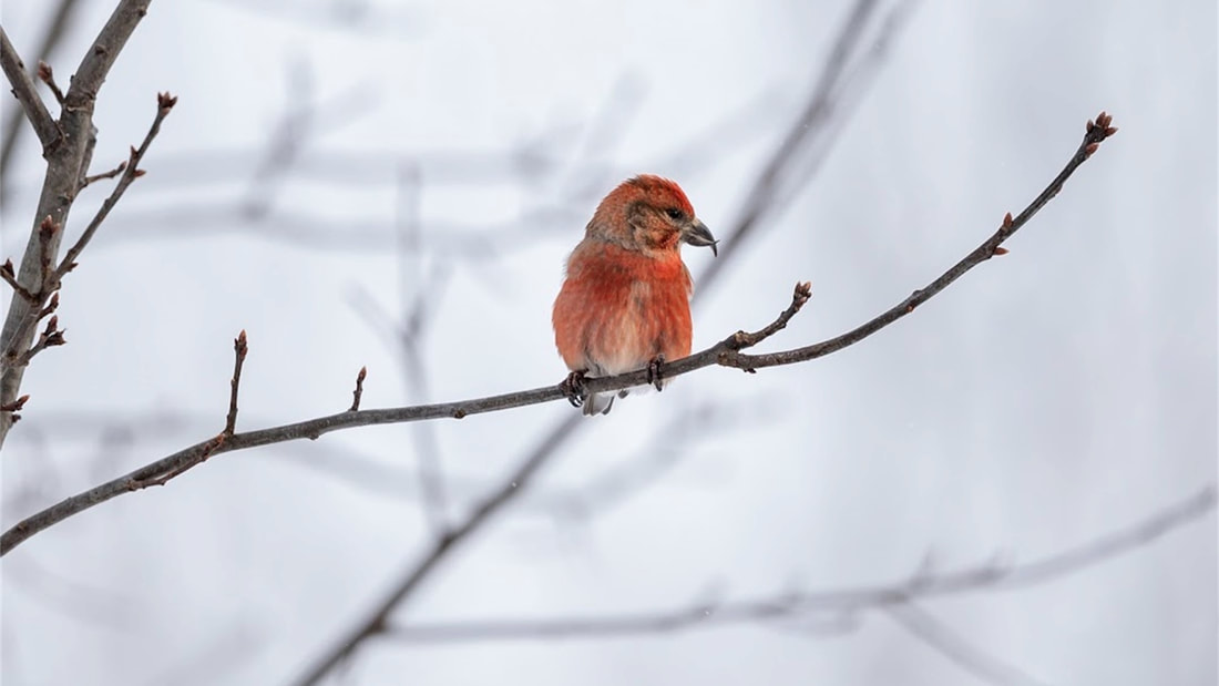 Algonquin Birding Tours - Buffalo Audubon