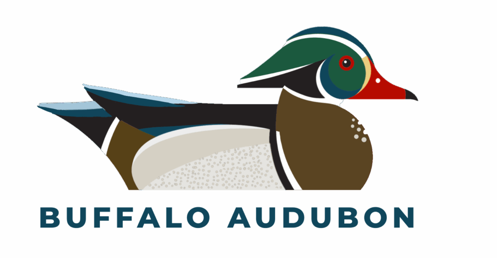 Buffalo Audubon - Buffalo Audubon