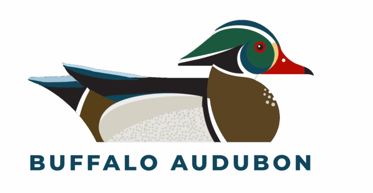 events Archives - Buffalo Audubon