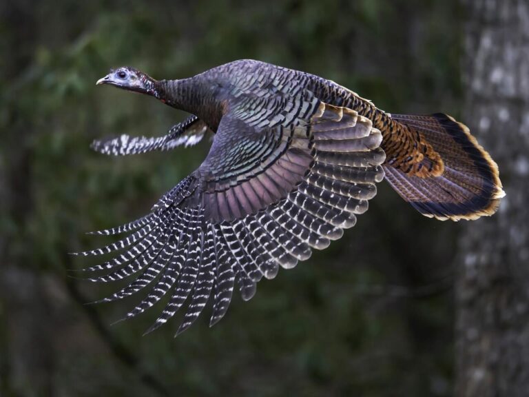Wild Turkey 101: 12 Turkey Fun Facts to Know - Buffalo Audubon