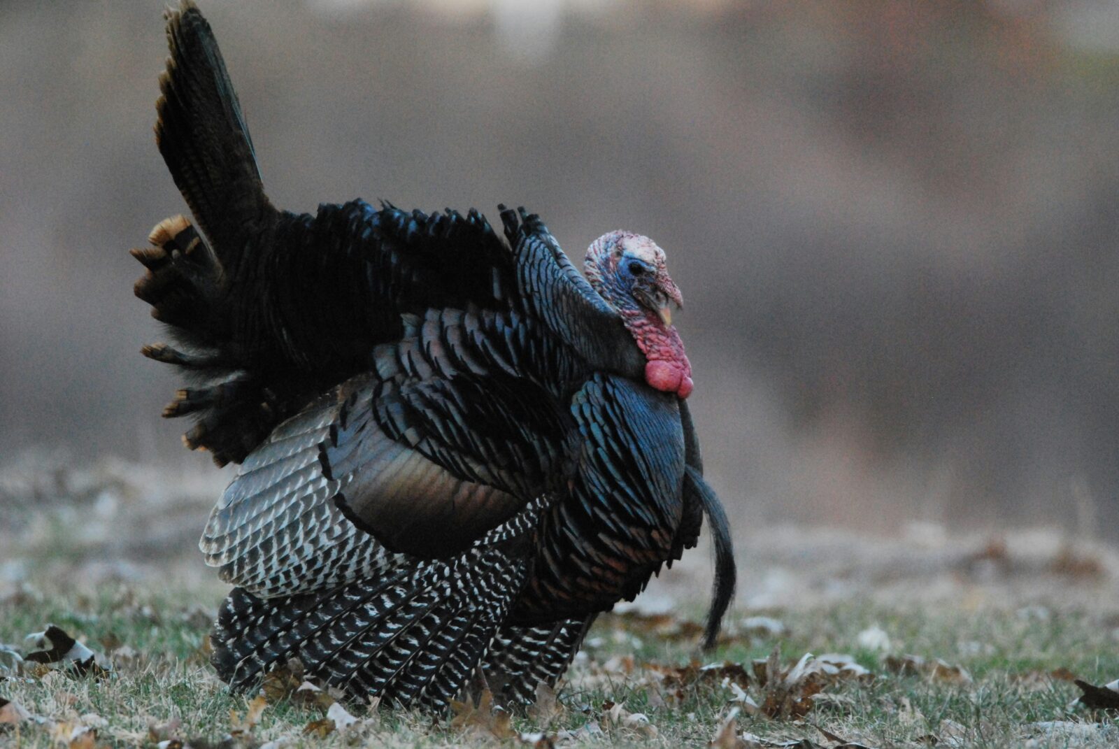 Wild Turkey 101: 12 Turkey Fun Facts to Know - Buffalo Audubon