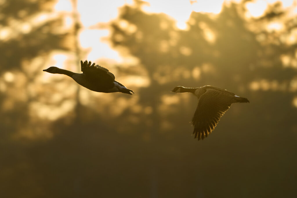 Birding Do's and Don'ts: 9 Tips for Respectful Birdwatching | Buffalo ...
