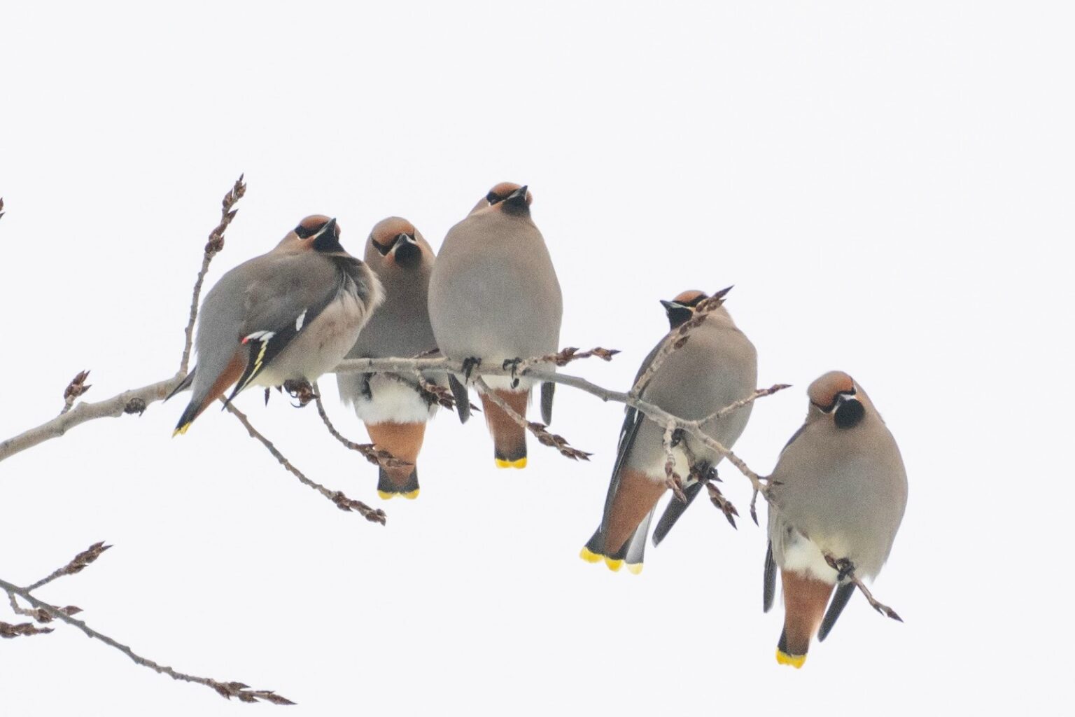 Algonquin 2026: A Recap of Our Sixth Annual Birding Tour | Buffalo Audubon